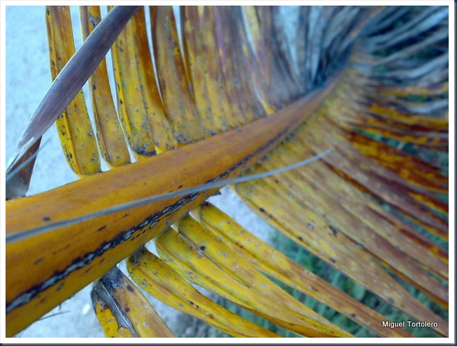 Mks: Así lo VEO!: Formas Naturales